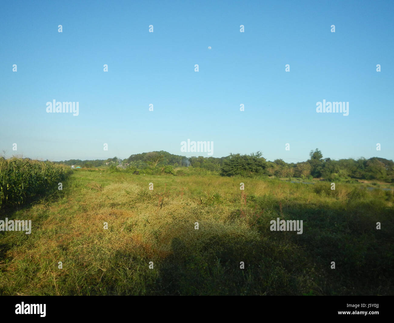 0109 Grasslands maize fields trees Angat River Tiaong, Baliuag San ...
