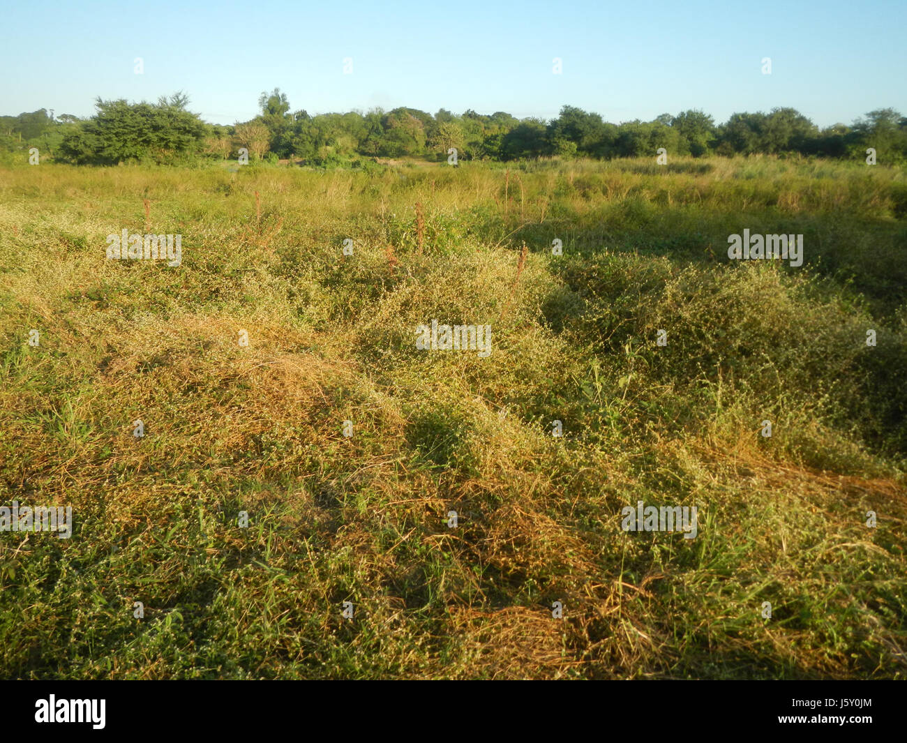 0109 Grasslands maize fields trees Angat River Tiaong, Baliuag San ...