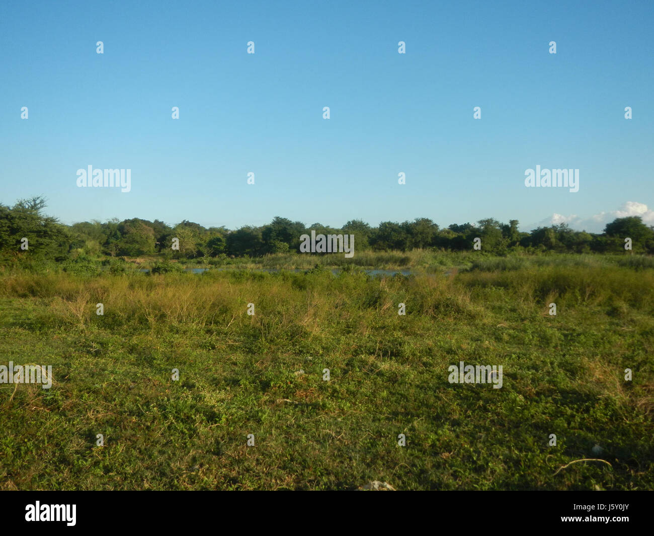 0109 Grasslands maize fields trees Angat River Tiaong, Baliuag San ...