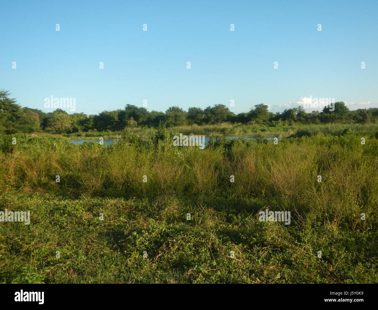 0149 Grasslands maize fields trees Angat River Tiaong, Baliuag San ...