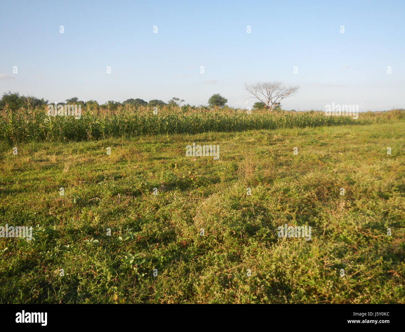 This image captures the rural landscape of Tiaong, Baliuag, and San ...