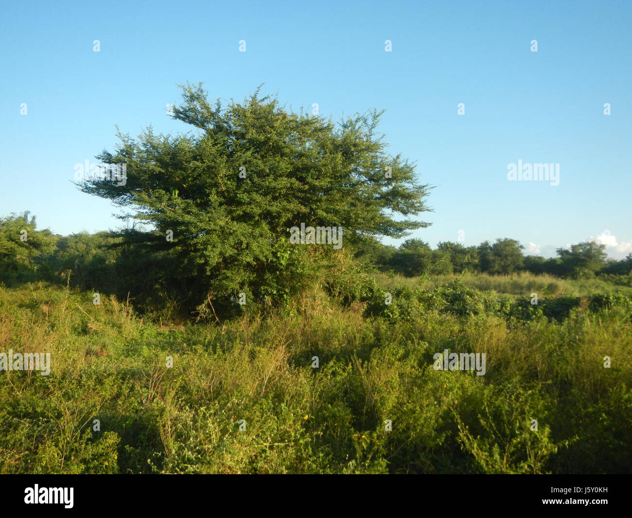 0149 Grasslands maize fields trees Angat River Tiaong, Baliuag San ...