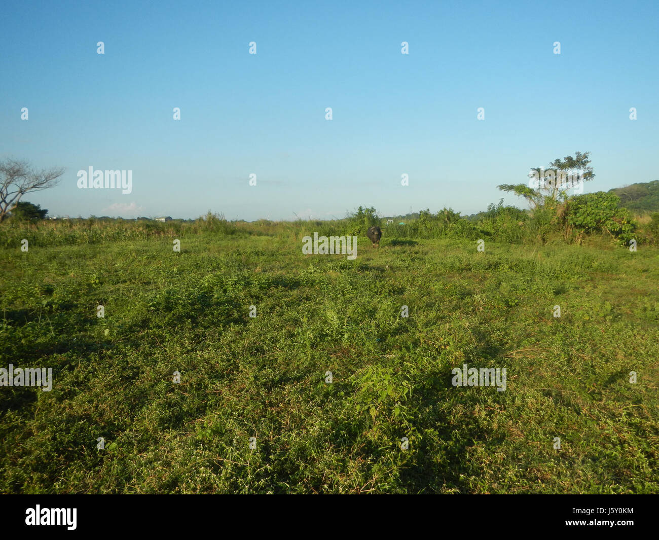 A photo depicting the vast grasslands, maize fields, and trees along ...