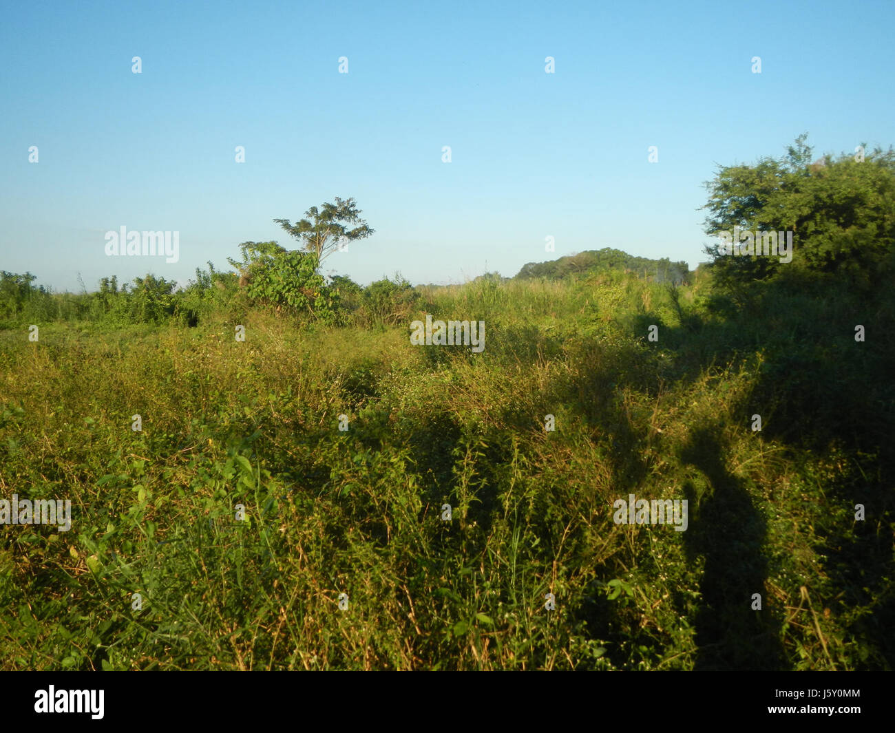 This photograph shows the grasslands and maize fields near the Angat ...
