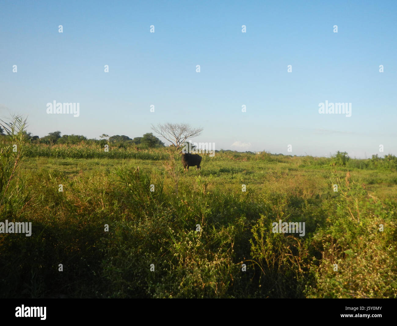 This image depicts the rural environment near the Angat River, with ...