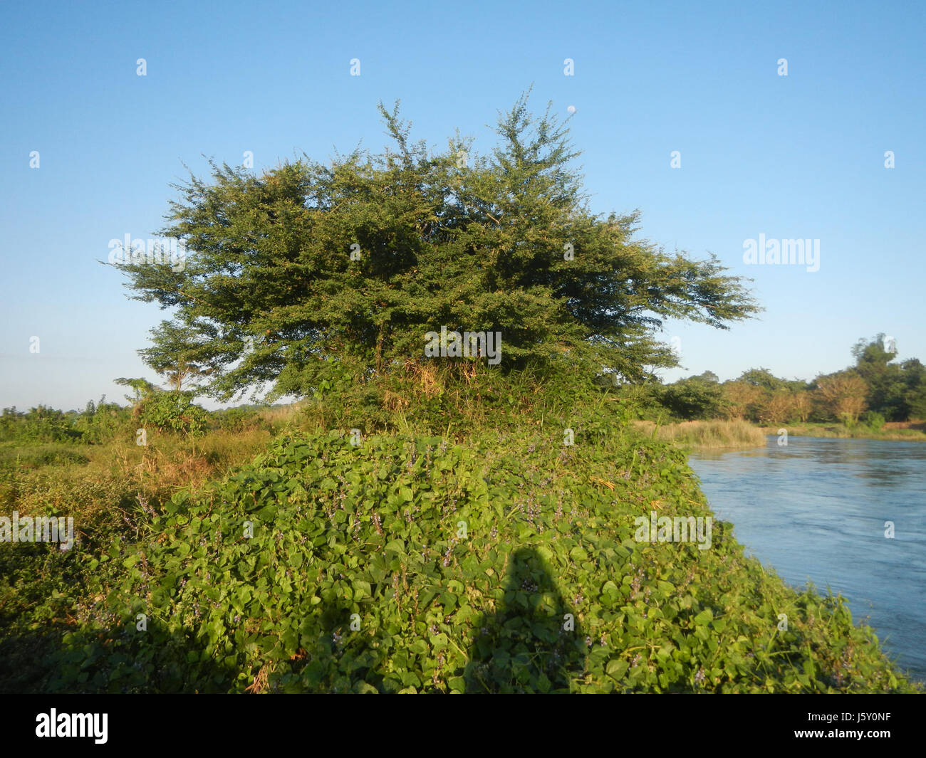 0001 Grasslands maize fields trees Angat River Tiaong, Baliuag San ...