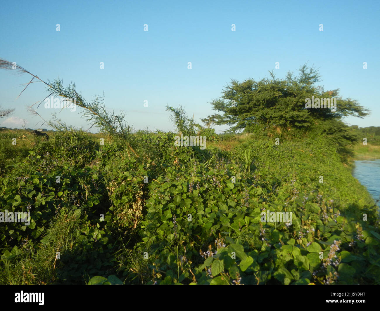 The grasslands and maize fields along the Angat River in Tiaong ...