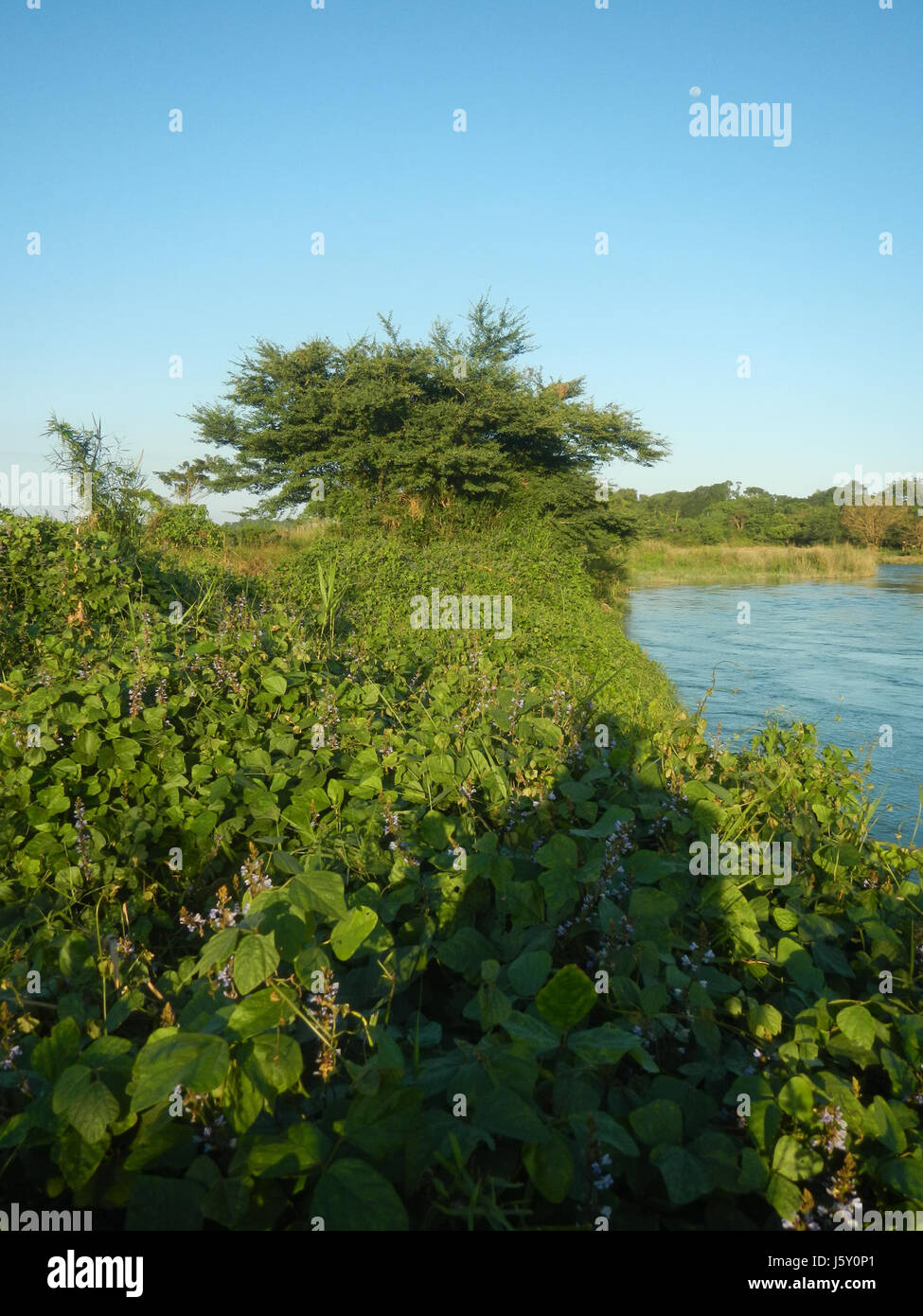 0001 Grasslands maize fields trees Angat River Tiaong, Baliuag San ...