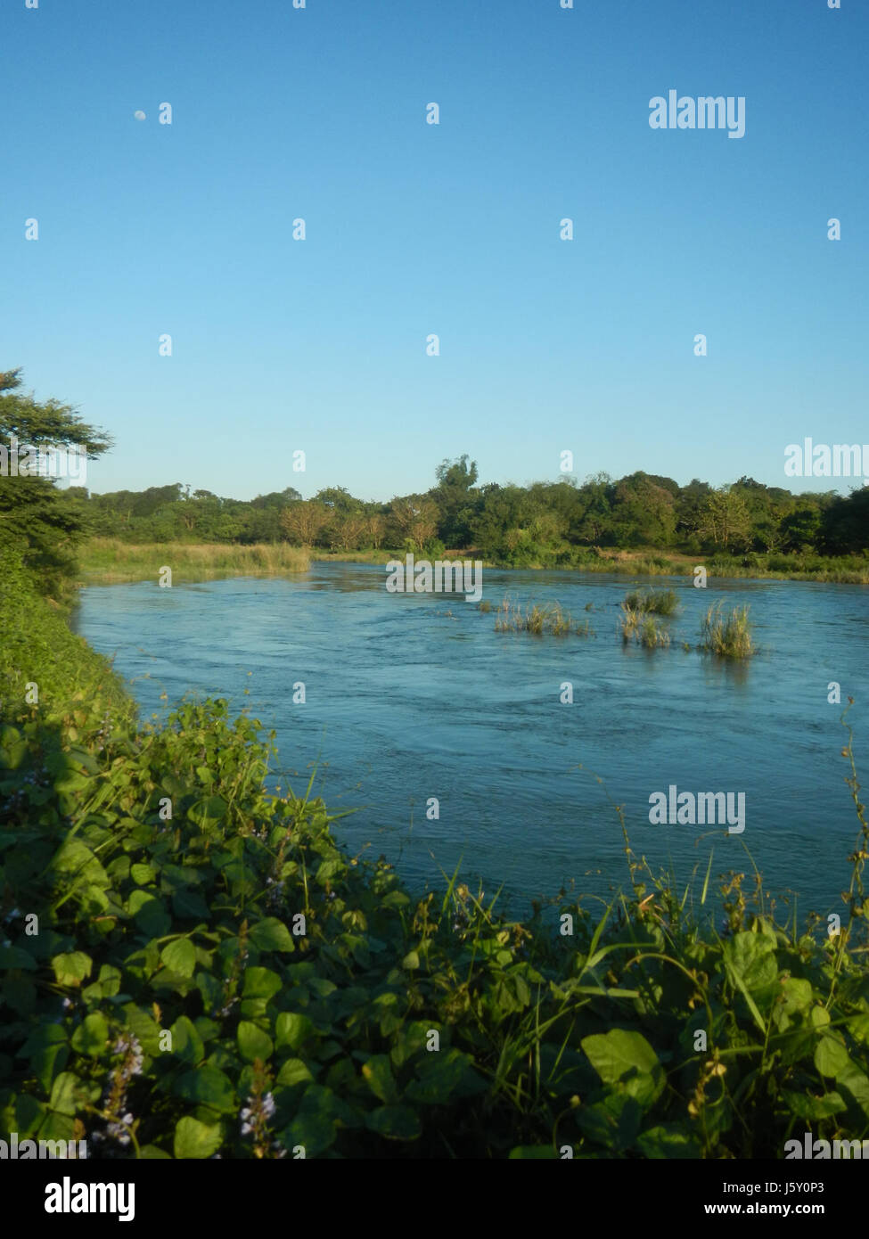 0235 Grasslands maize fields trees Angat River Tiaong, Baliuag San ...