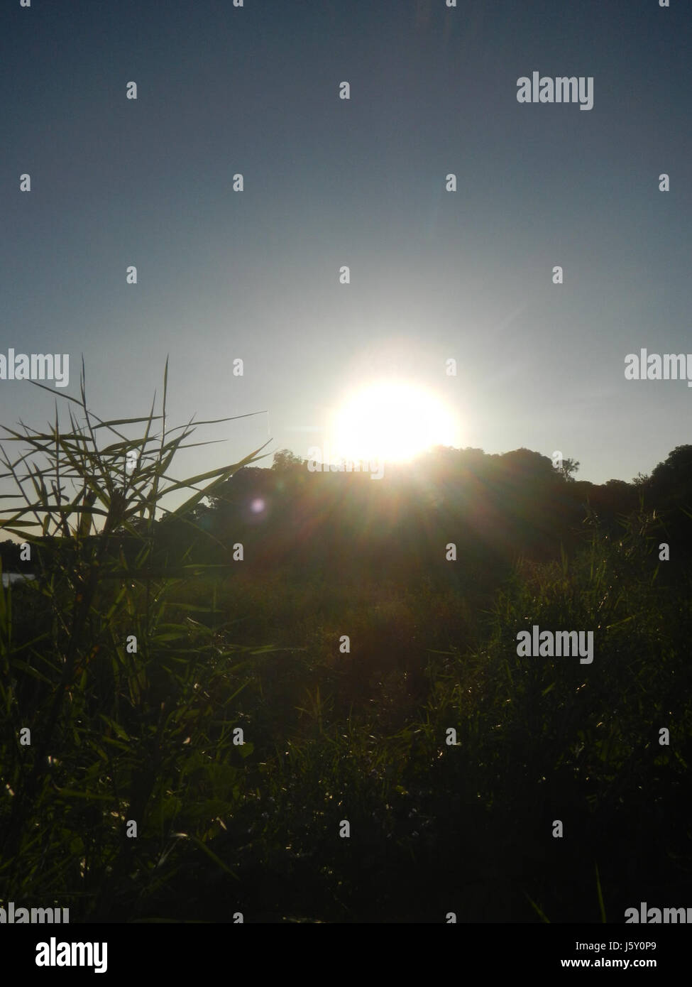 0235 Grasslands maize fields trees Angat River Tiaong, Baliuag San ...