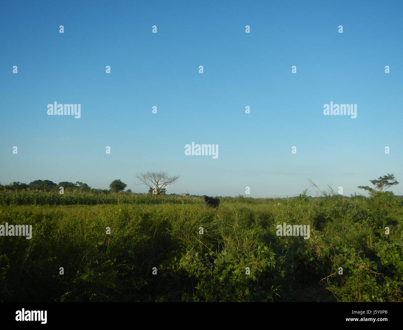 0235 Grasslands maize fields trees Angat River Tiaong, Baliuag San ...