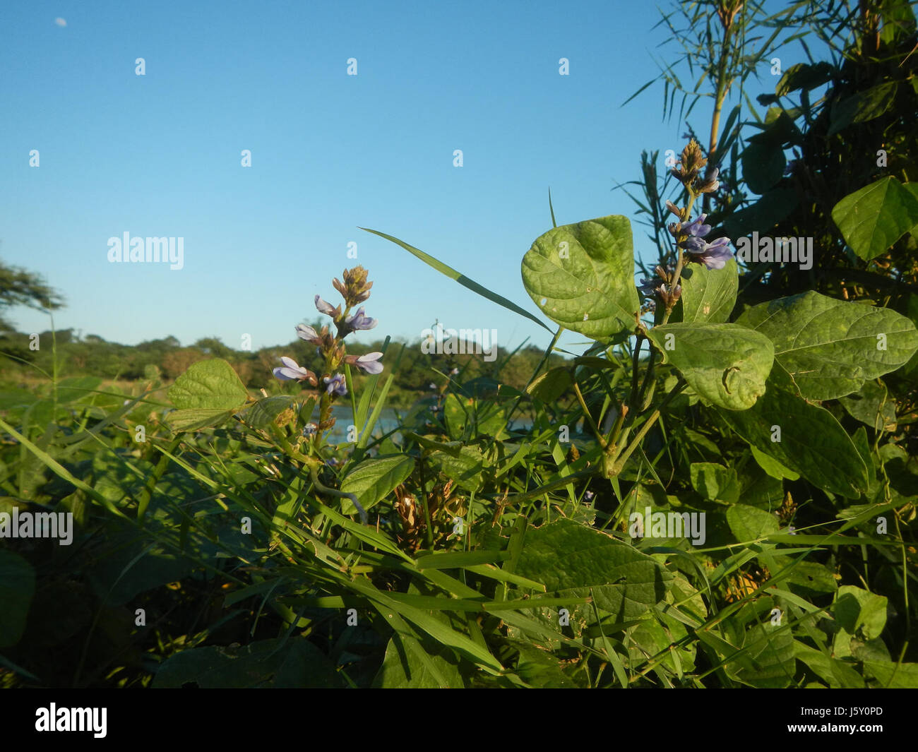 0235 Grasslands maize fields trees Angat River Tiaong, Baliuag San ...
