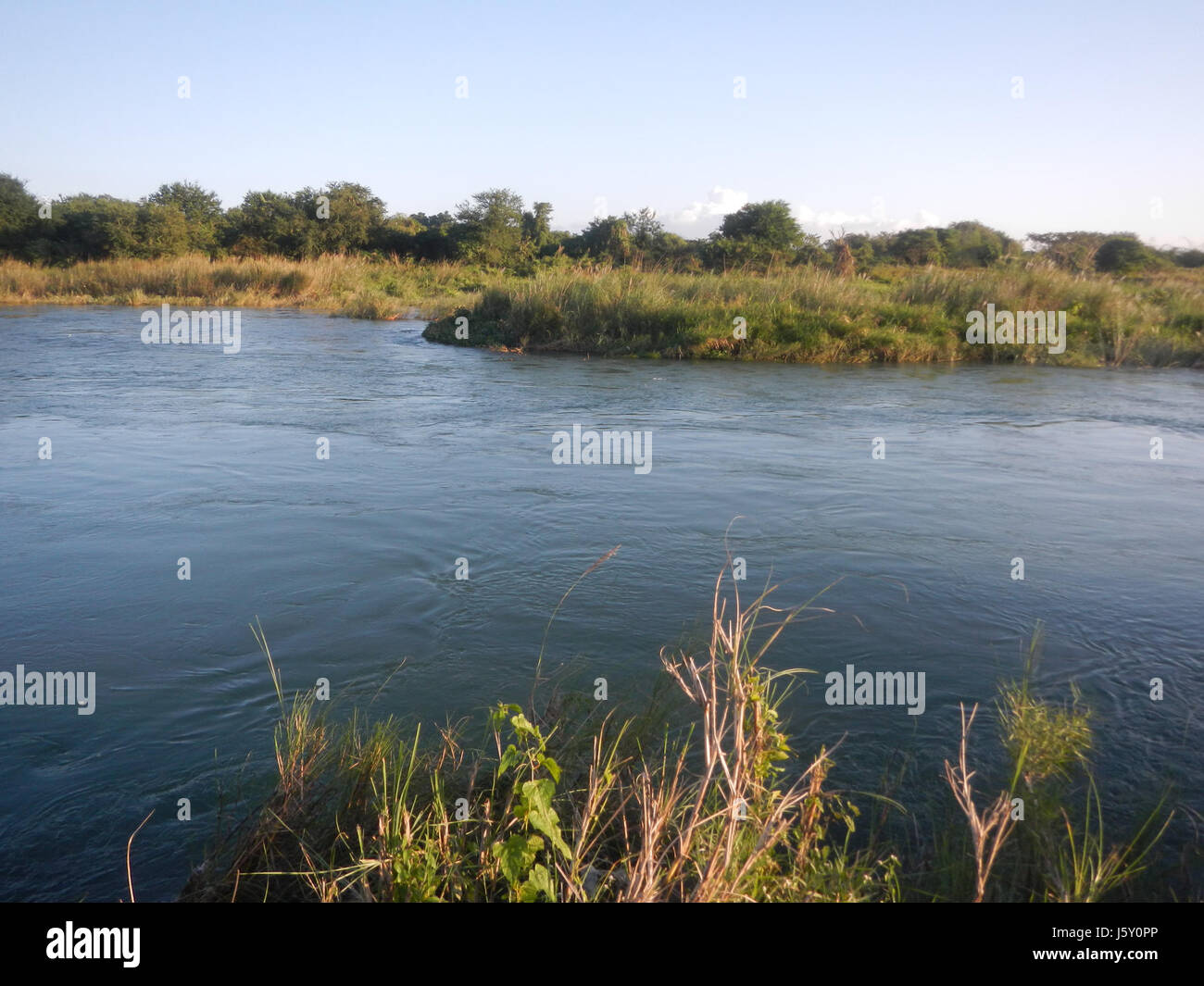 0235 Grasslands maize fields trees Angat River Tiaong, Baliuag San ...