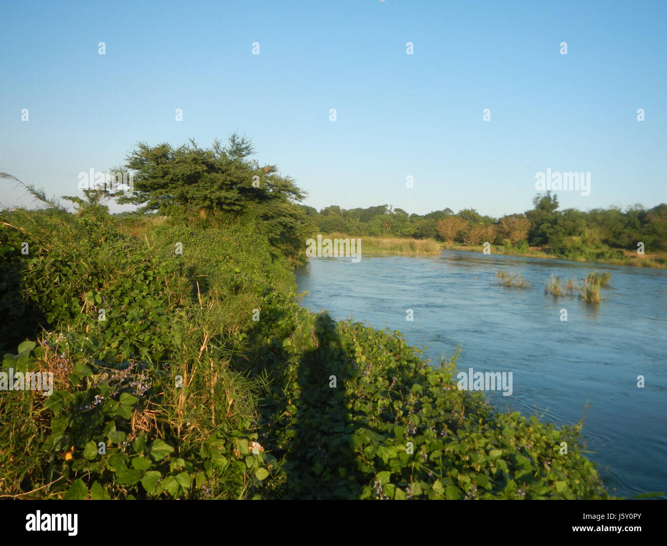 0235 Grasslands maize fields trees Angat River Tiaong, Baliuag San ...