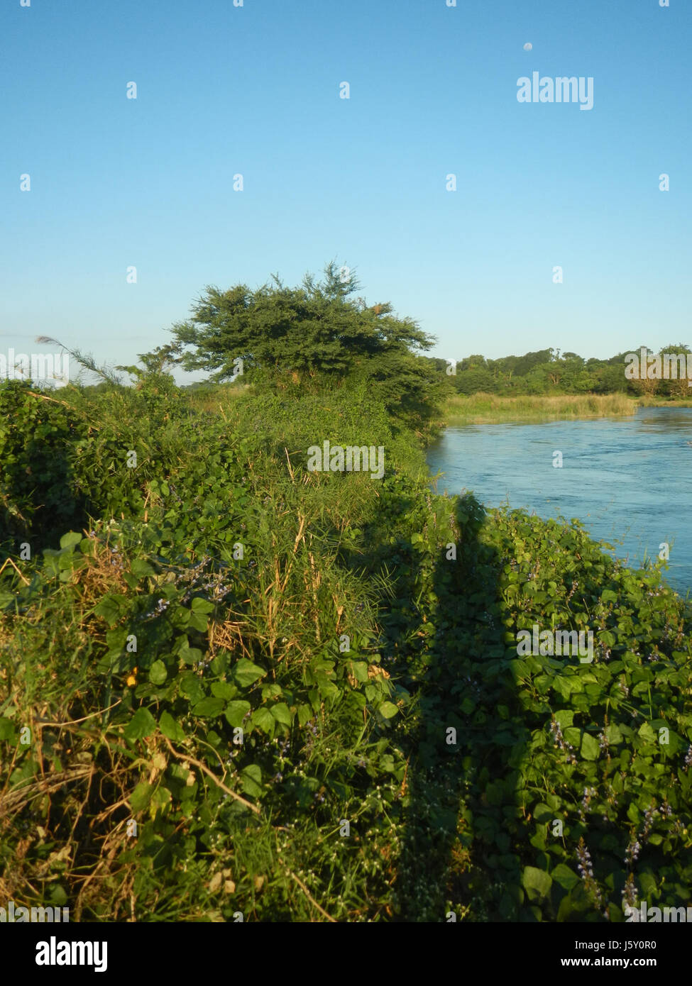 The area described involves grasslands, maize fields, and trees located ...