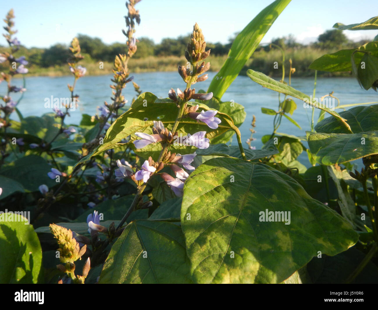 0262 Grasslands Wild flowers maize fields trees Angat River Tiaong ...