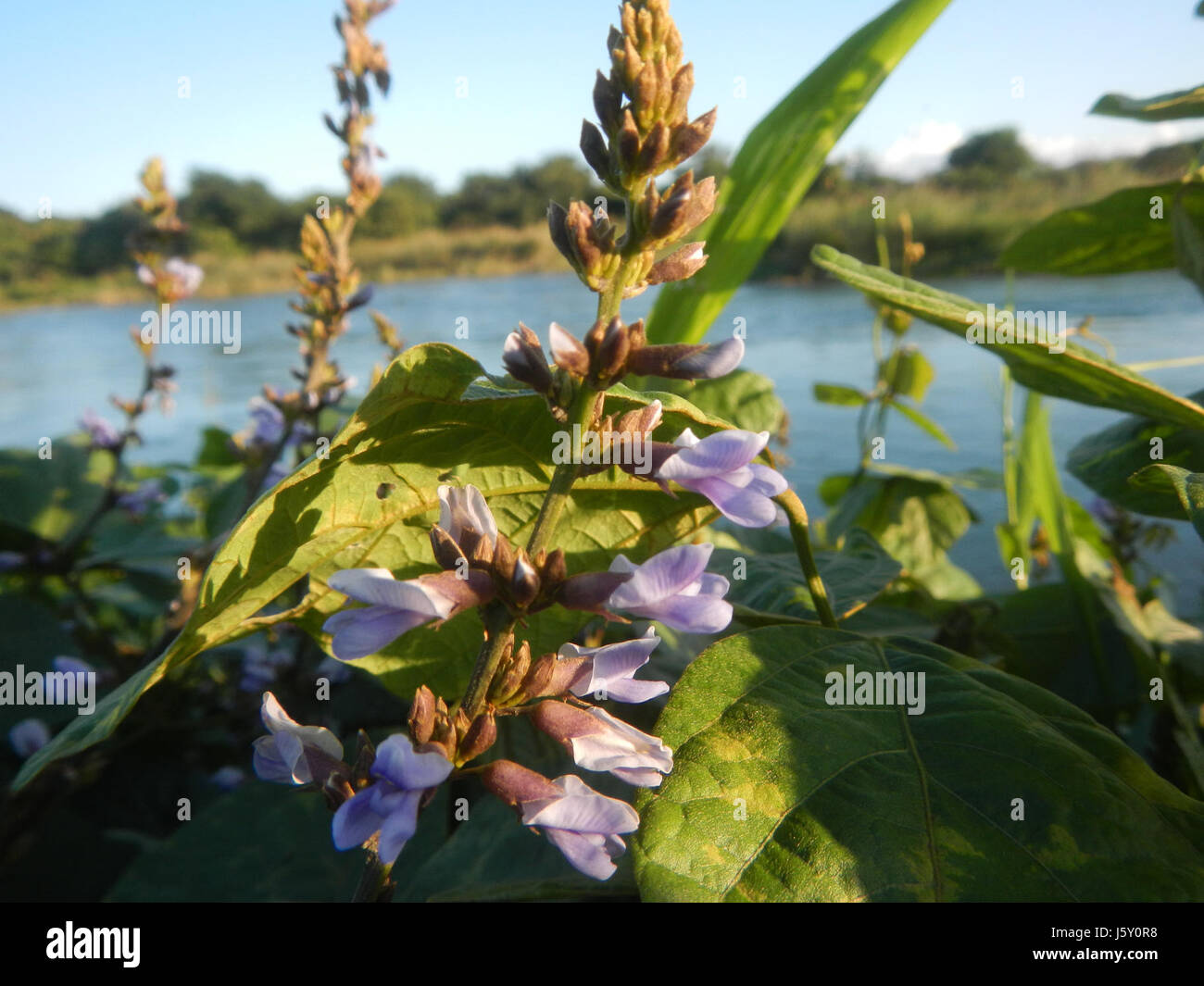 The area near Angat River in Bulacan, featuring grasslands, wildflowers ...