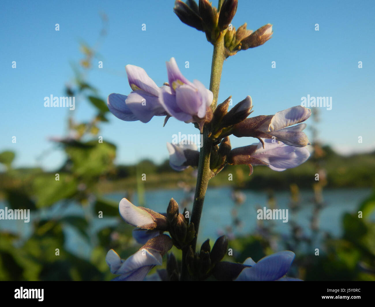 This image depicts the agricultural landscapes of Bulacan, including ...