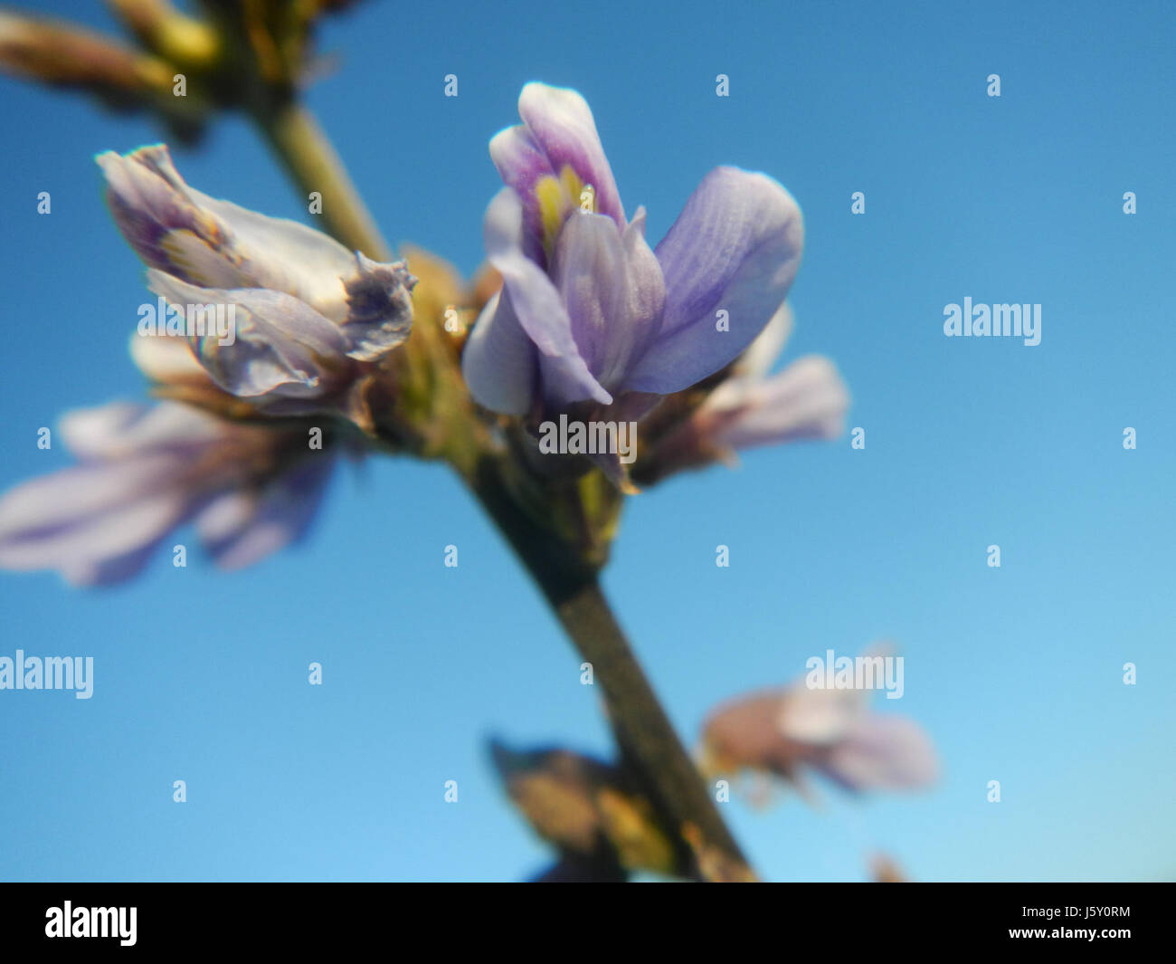 0262 Grasslands Wild flowers maize fields trees Angat River Tiaong ...