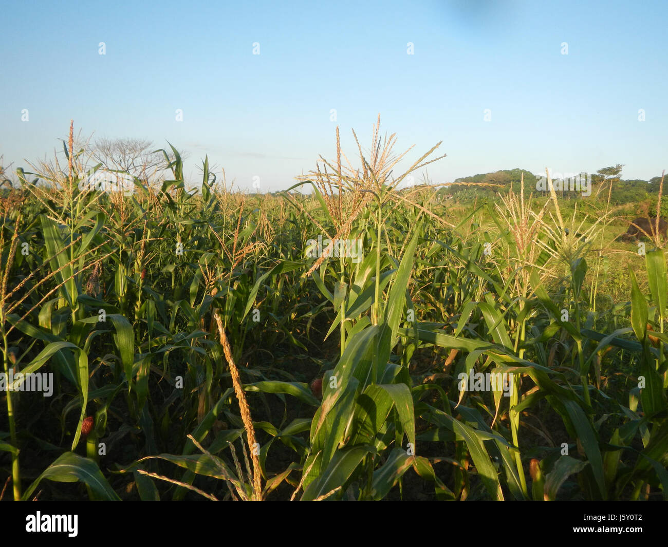 0235 Grasslands maize fields trees Angat River Tiaong, Baliuag San ...