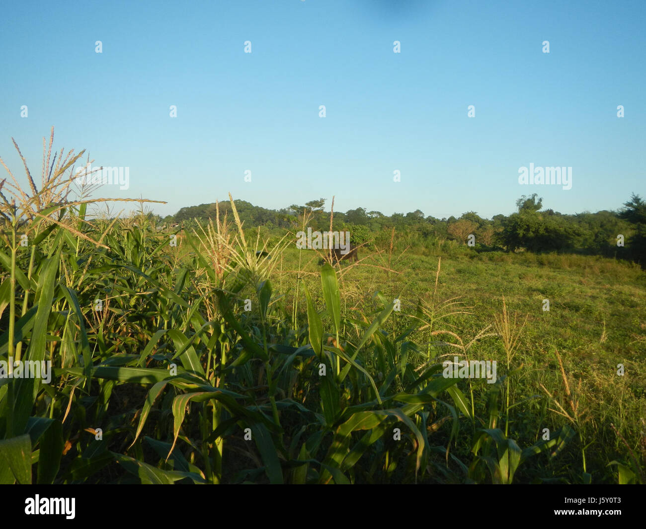 0235 Grasslands maize fields trees Angat River Tiaong, Baliuag San ...