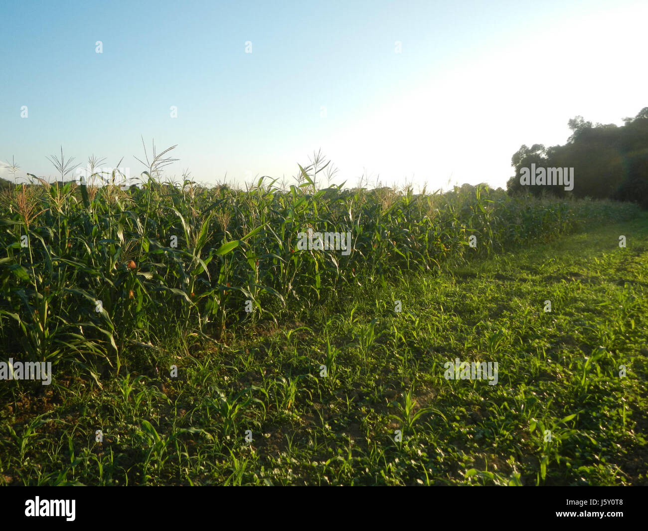 0235 Grasslands maize fields trees Angat River Tiaong, Baliuag San ...