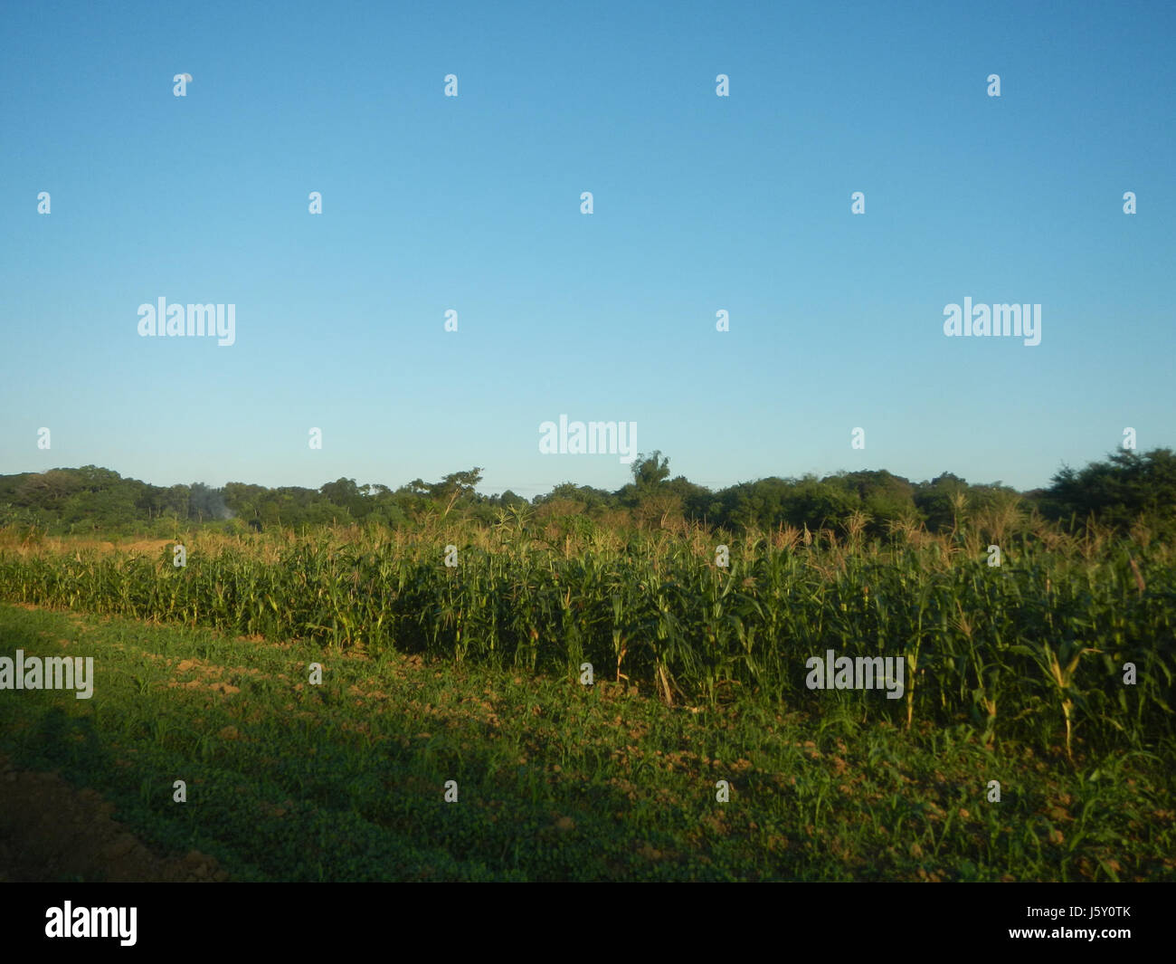 0301 Grasslands maize fields trees Angat River Tiaong, Baliuag San ...
