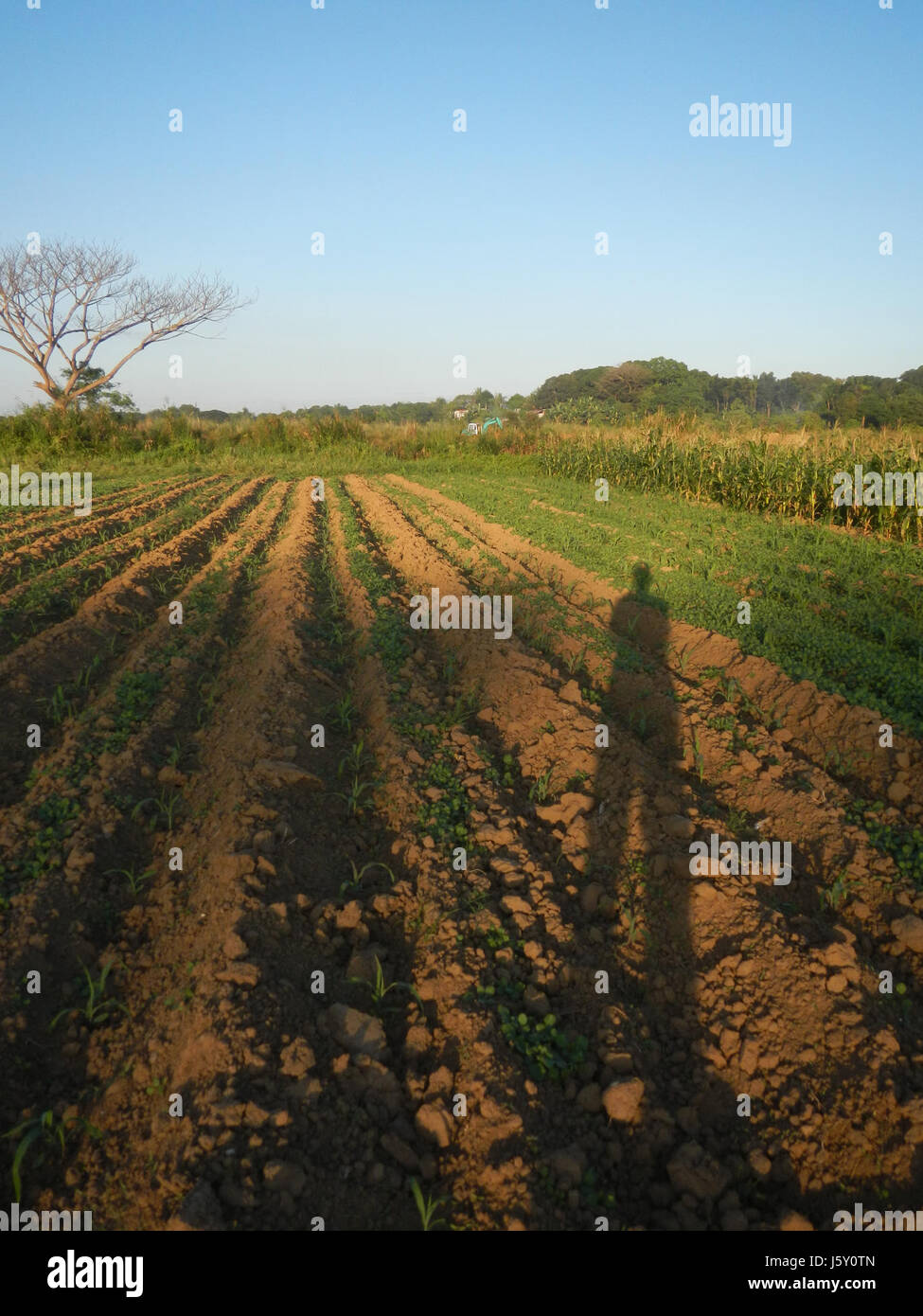 0301 Grasslands maize fields trees Angat River Tiaong, Baliuag San ...