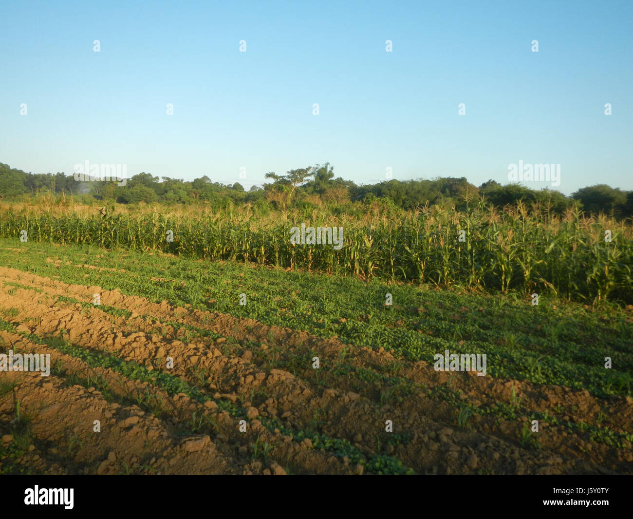 0301 Grasslands maize fields trees Angat River Tiaong, Baliuag San ...