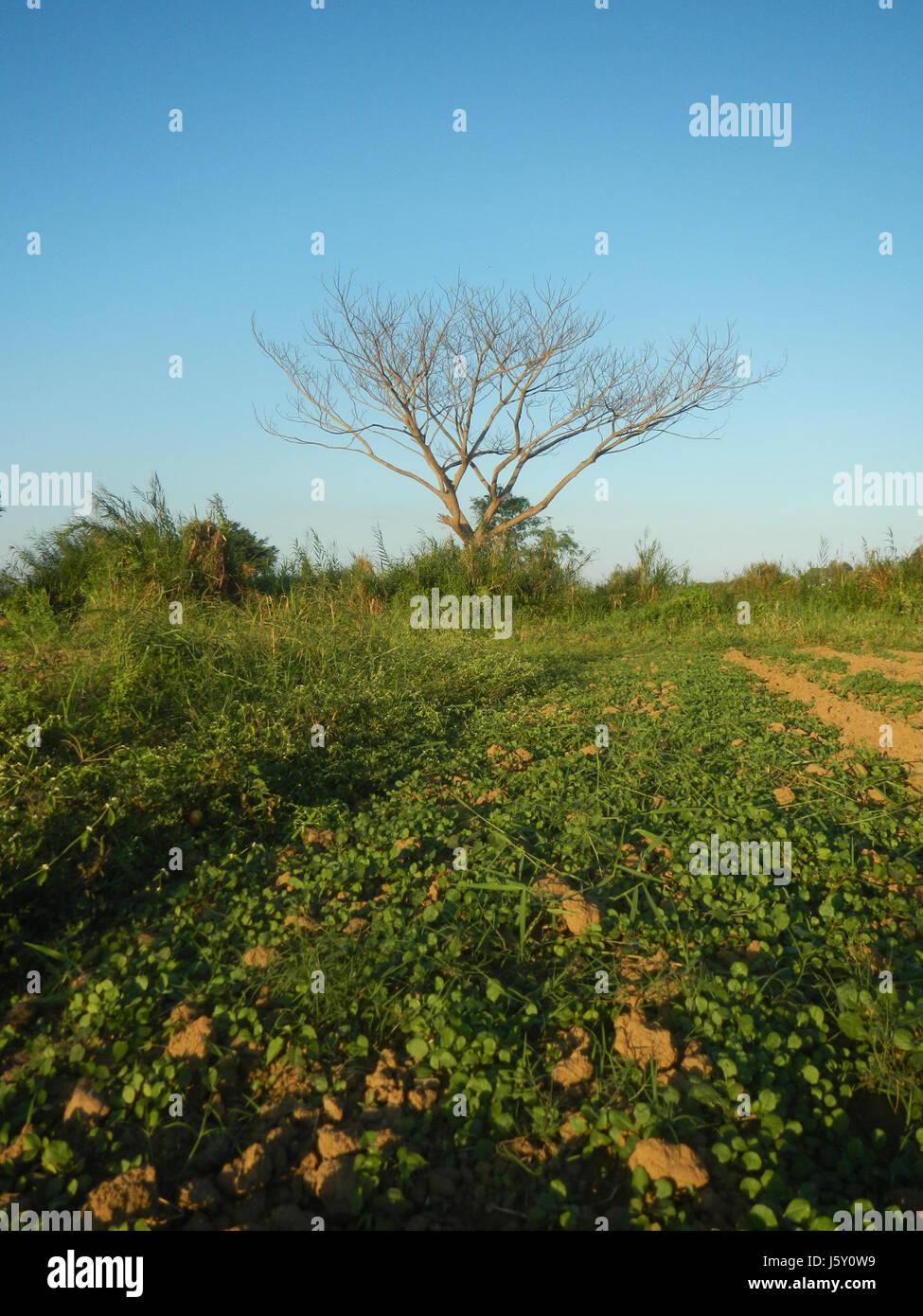 This image depicts the lush grasslands and maize fields along the Angat ...