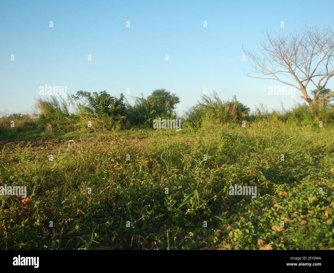 0301 Grasslands maize fields trees Angat River Tiaong, Baliuag San ...