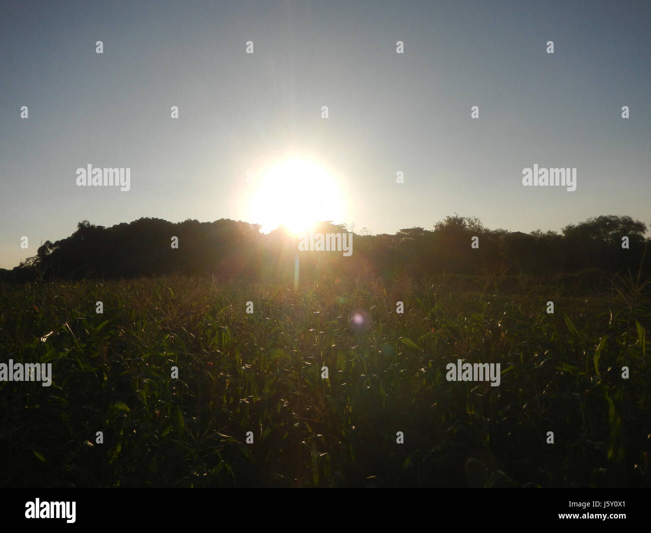 0342 Grasslands maize fields trees Angat River Tiaong, Baliuag San ...