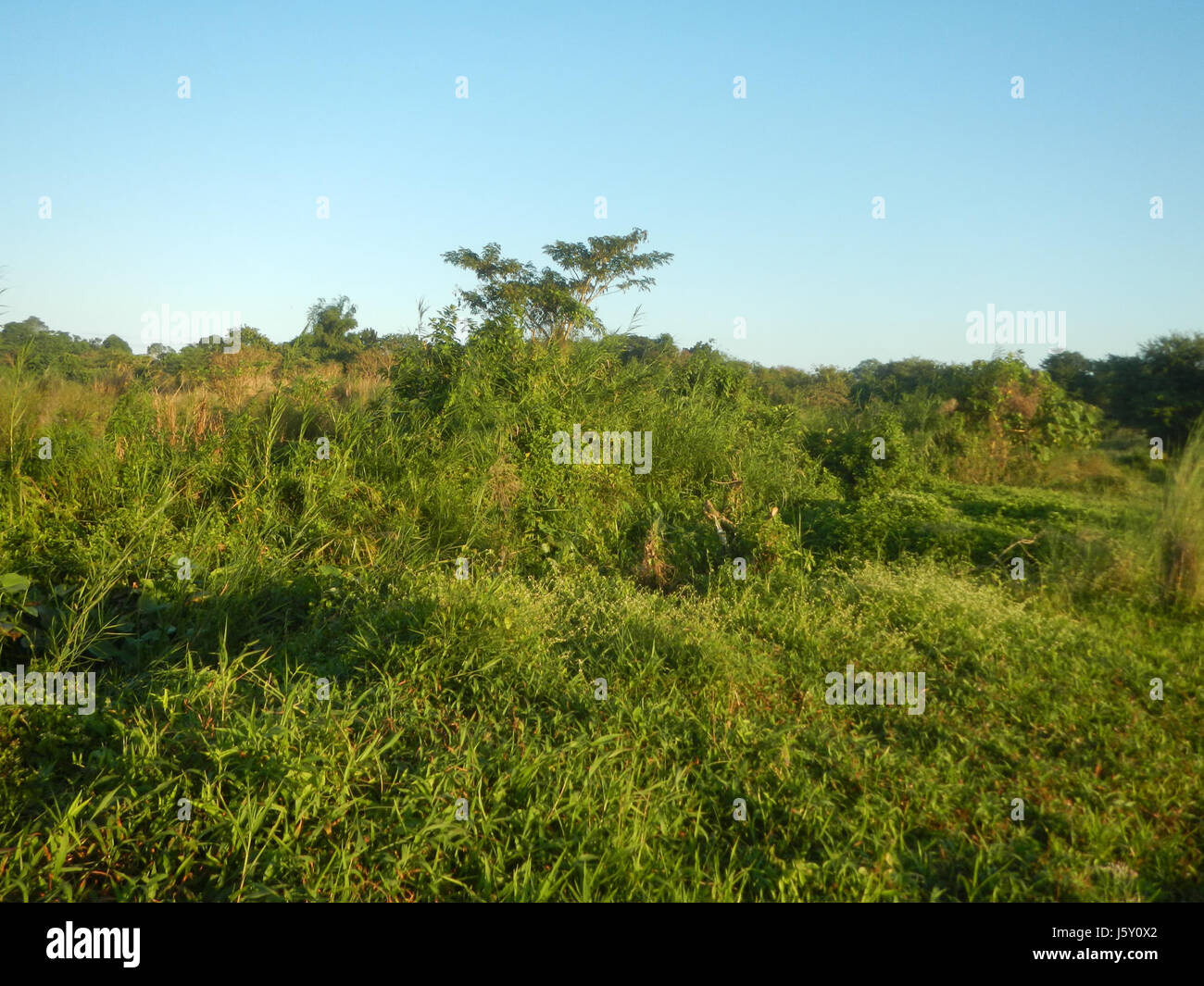0342 Grasslands maize fields trees Angat River Tiaong, Baliuag San ...