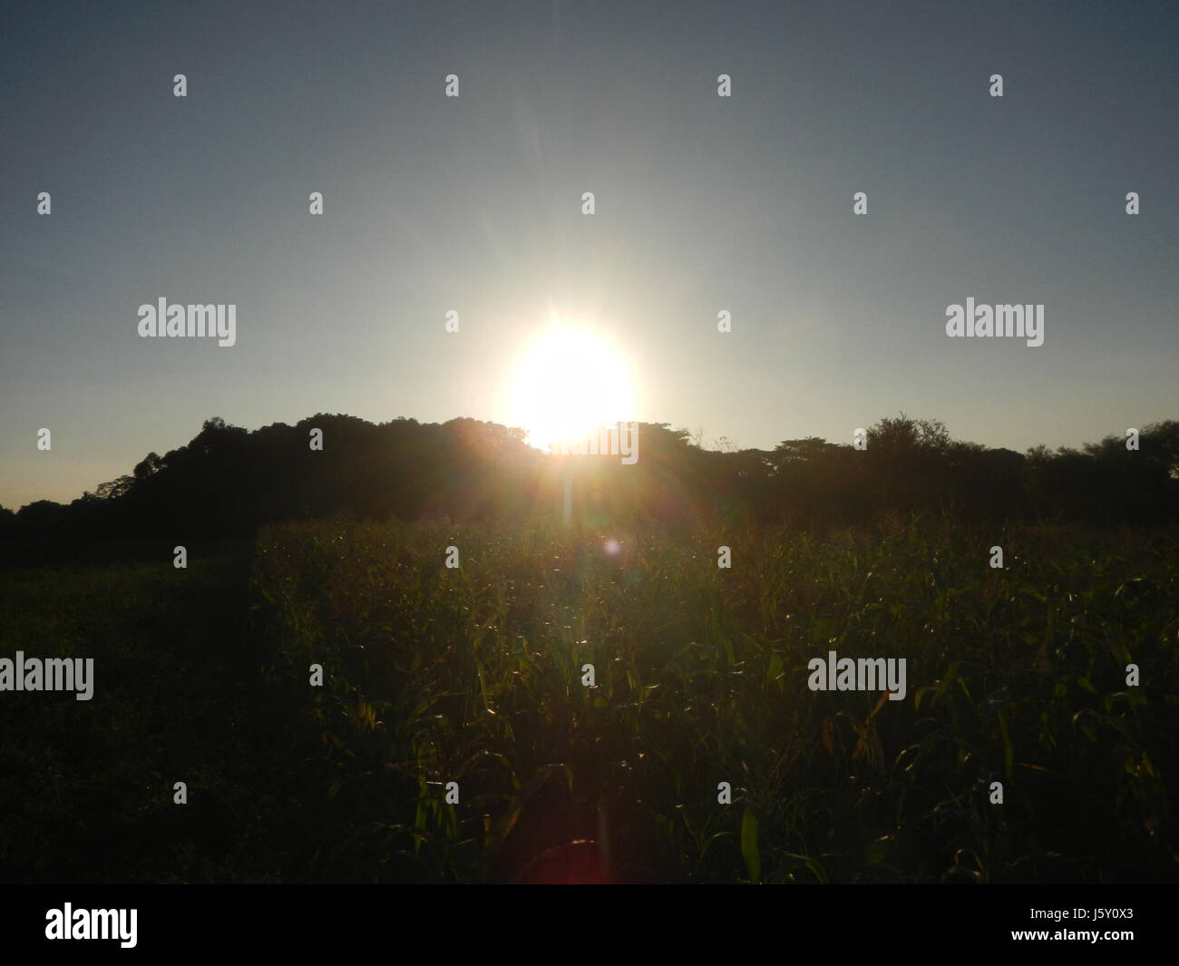 0342 Grasslands maize fields trees Angat River Tiaong, Baliuag San ...