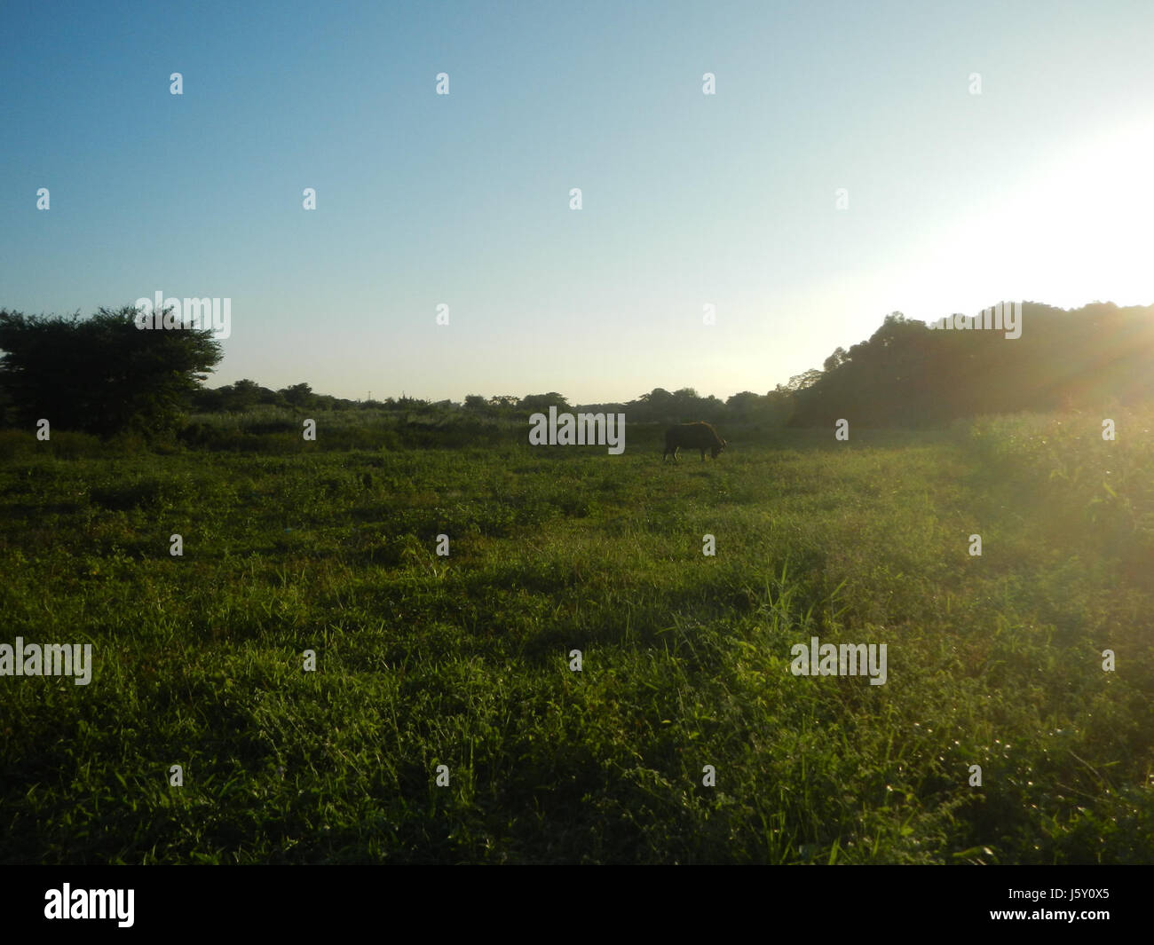 0342 Grasslands maize fields trees Angat River Tiaong, Baliuag San ...