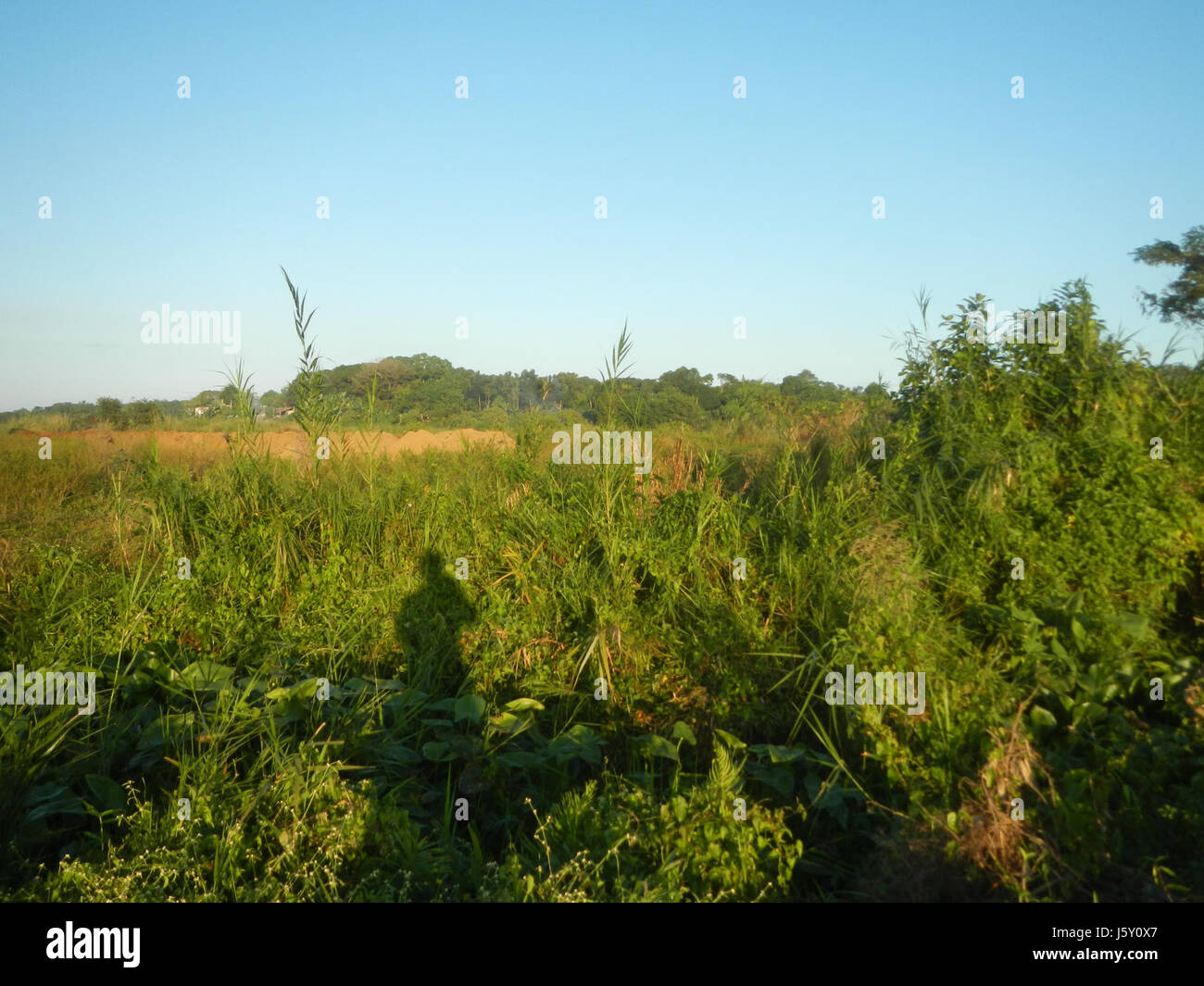 0342 Grasslands maize fields trees Angat River Tiaong, Baliuag San ...