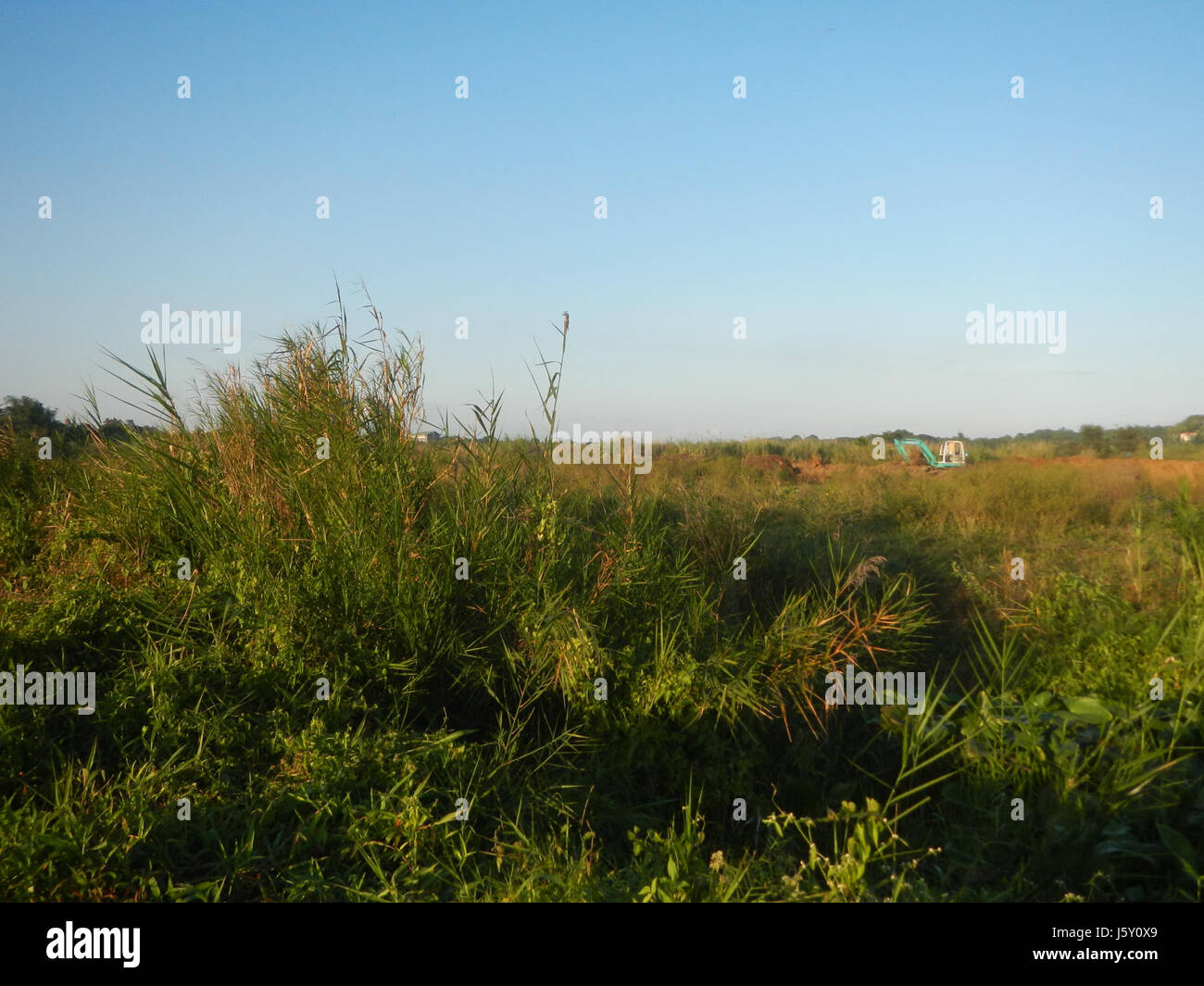 0342 Grasslands maize fields trees Angat River Tiaong, Baliuag San ...