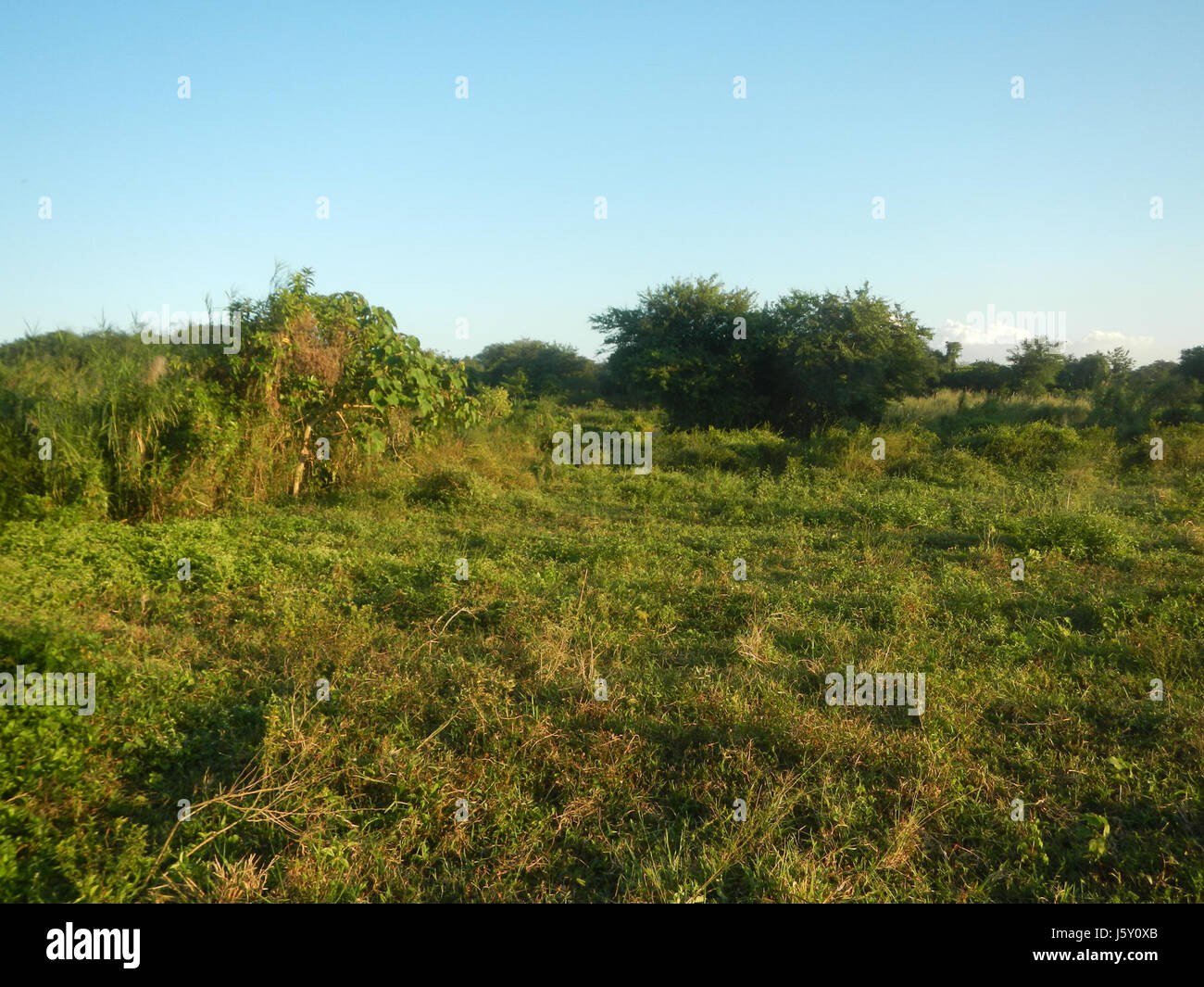 This image depicts the agricultural landscape in Tiaong, Baliuag, and ...