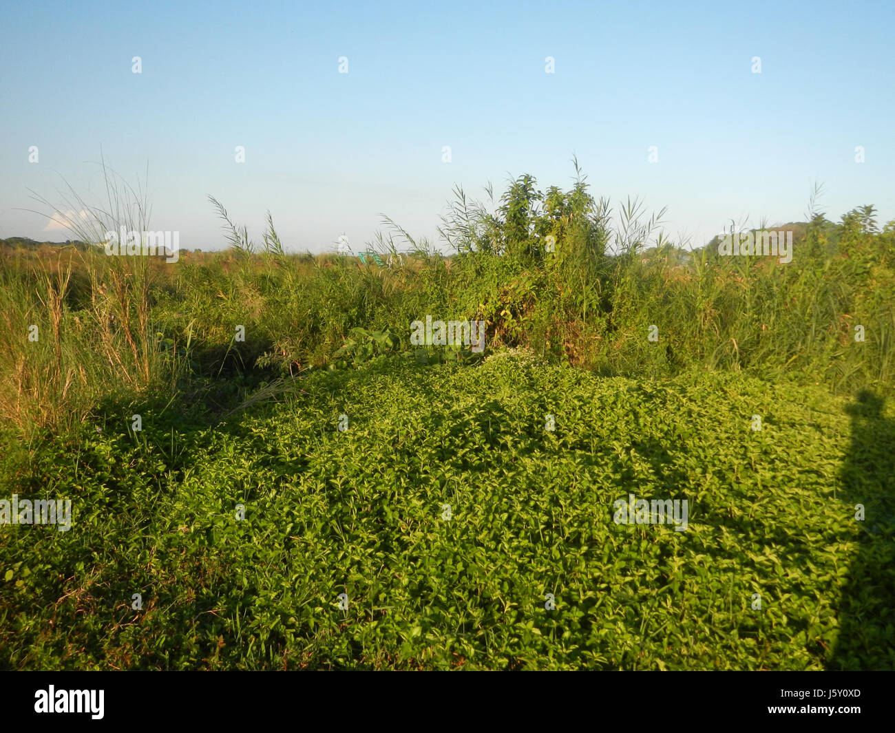 0342 Grasslands maize fields trees Angat River Tiaong, Baliuag San ...
