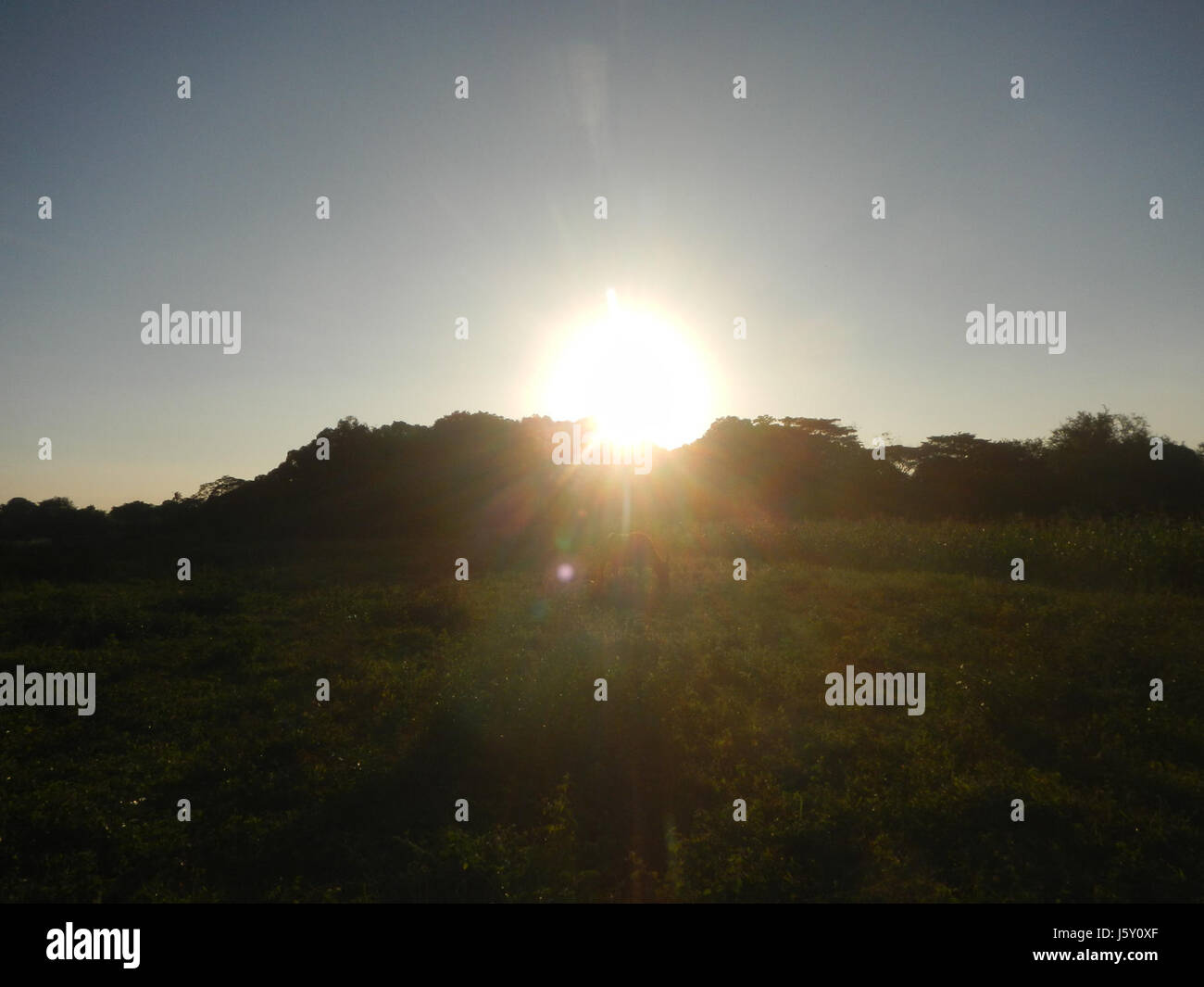 0342 Grasslands maize fields trees Angat River Tiaong, Baliuag San ...