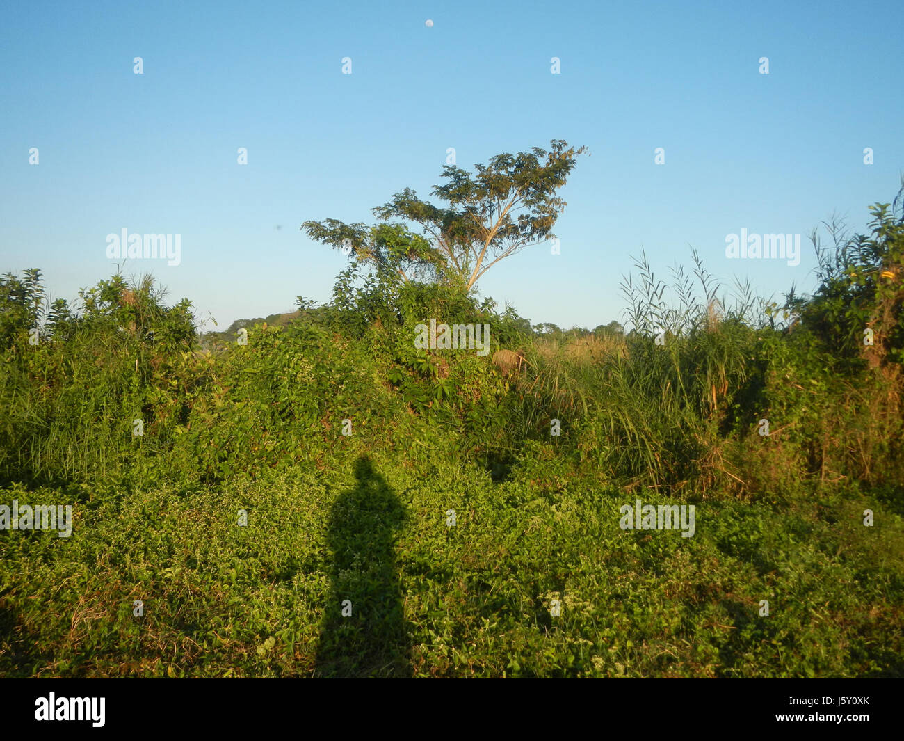 0342 Grasslands maize fields trees Angat River Tiaong, Baliuag San ...