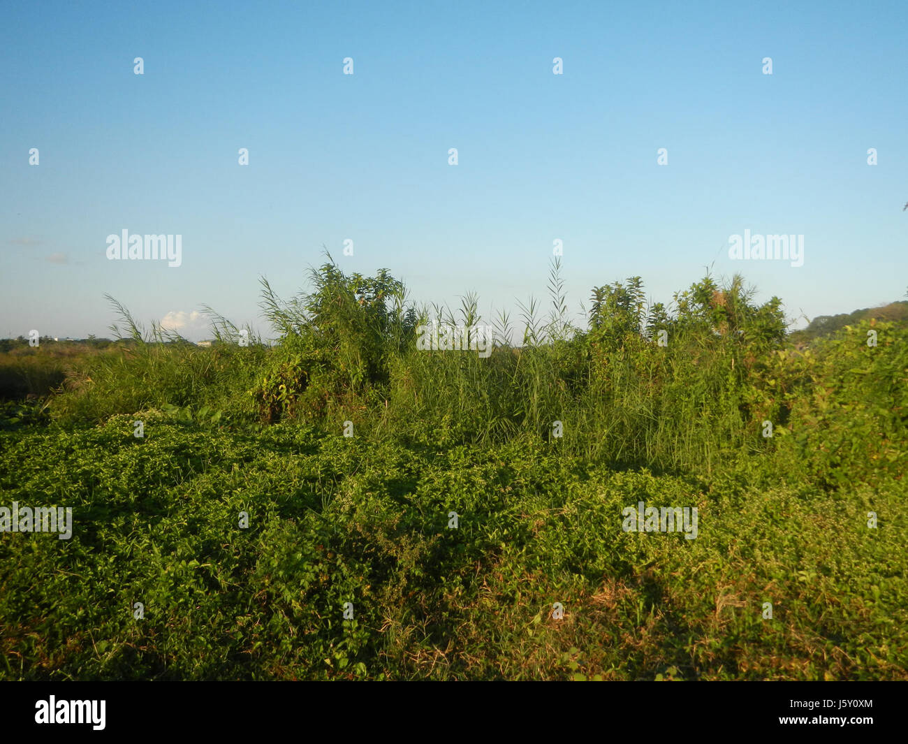 0342 Grasslands maize fields trees Angat River Tiaong, Baliuag San ...