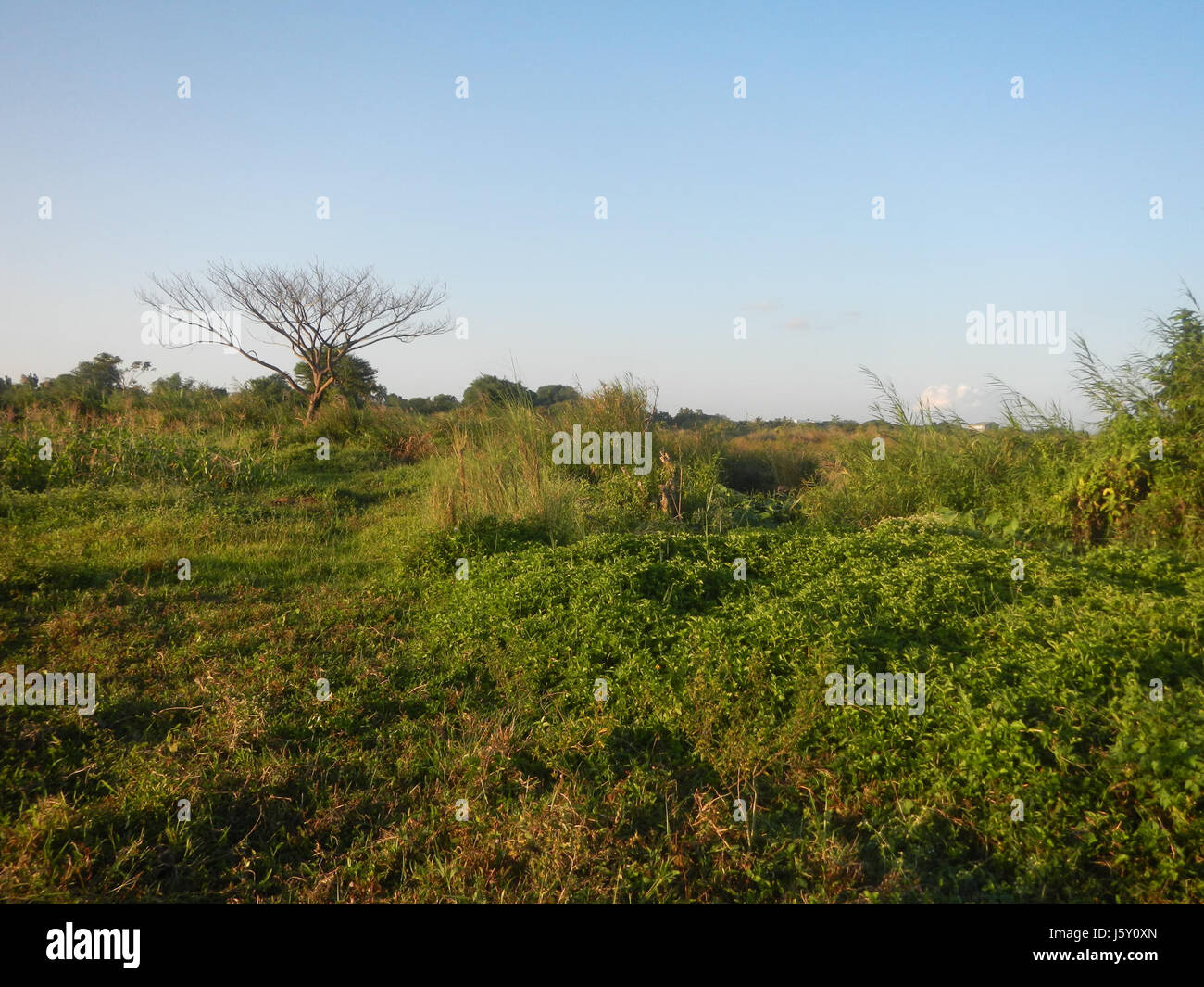 This image shows the agricultural landscape of Bulacan, featuring maize ...