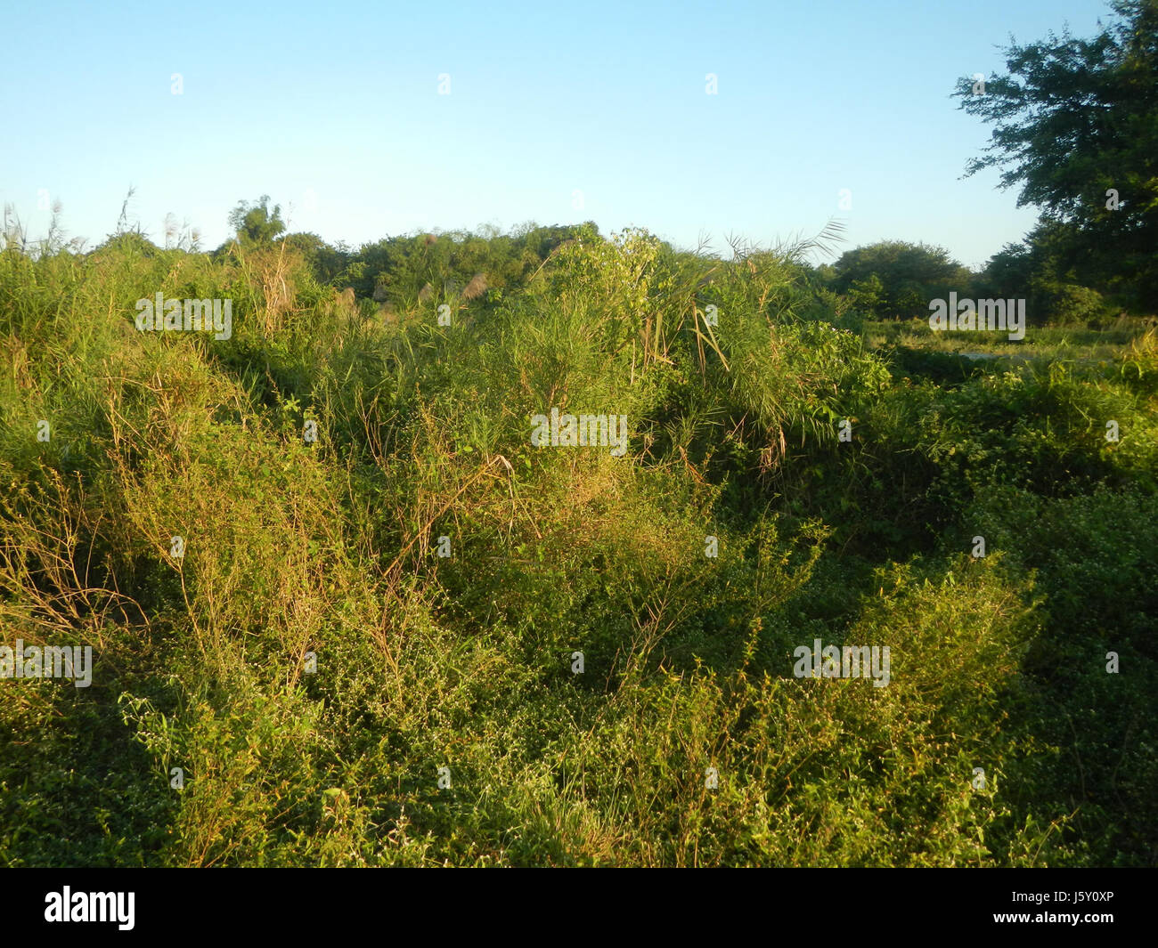 0342 Grasslands maize fields trees Angat River Tiaong, Baliuag San ...