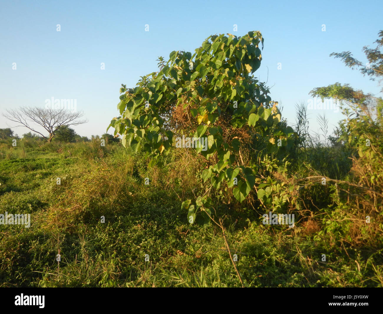 0342 Grasslands maize fields trees Angat River Tiaong, Baliuag San ...
