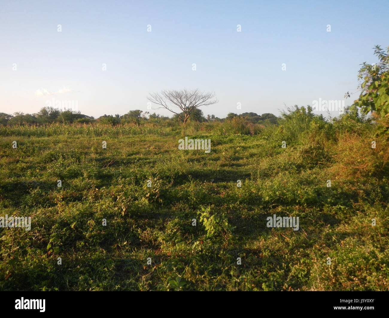 0342 Grasslands maize fields trees Angat River Tiaong, Baliuag San ...