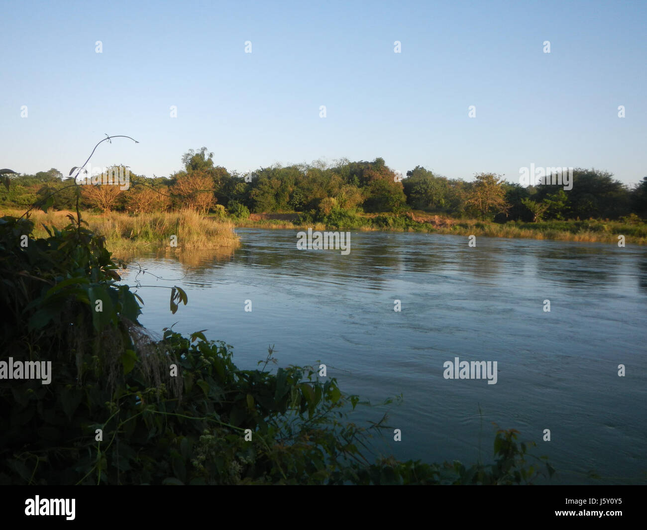 0342 Grasslands maize fields trees Angat River Tiaong, Baliuag San ...