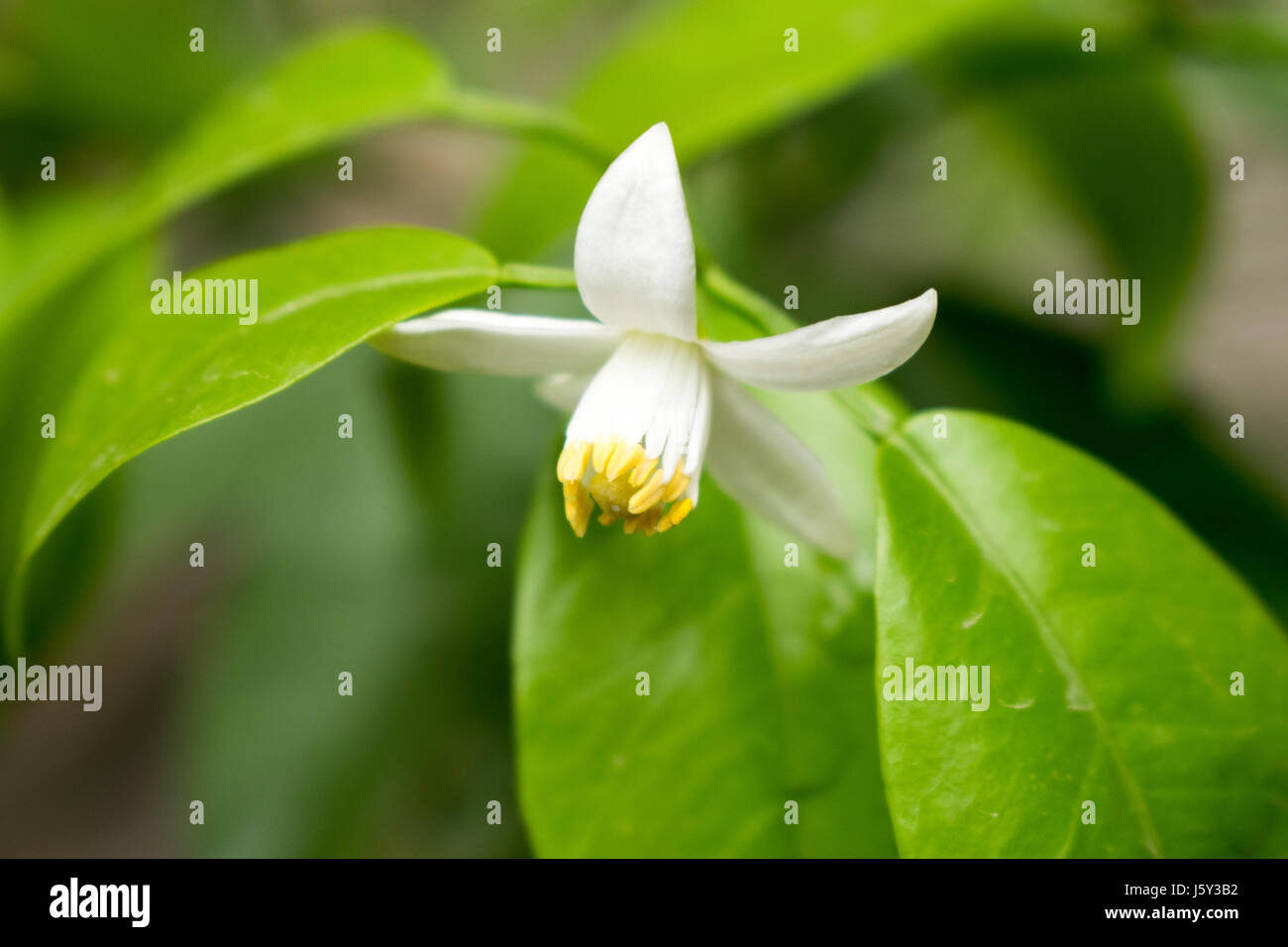 White Lemon Flower Stock Photo - Alamy