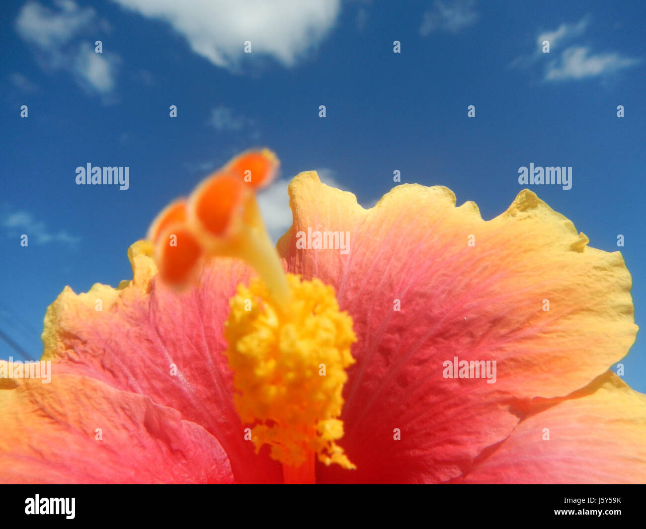 This photograph features close-ups of Hibiscus rosa-sinensis, commonly ...