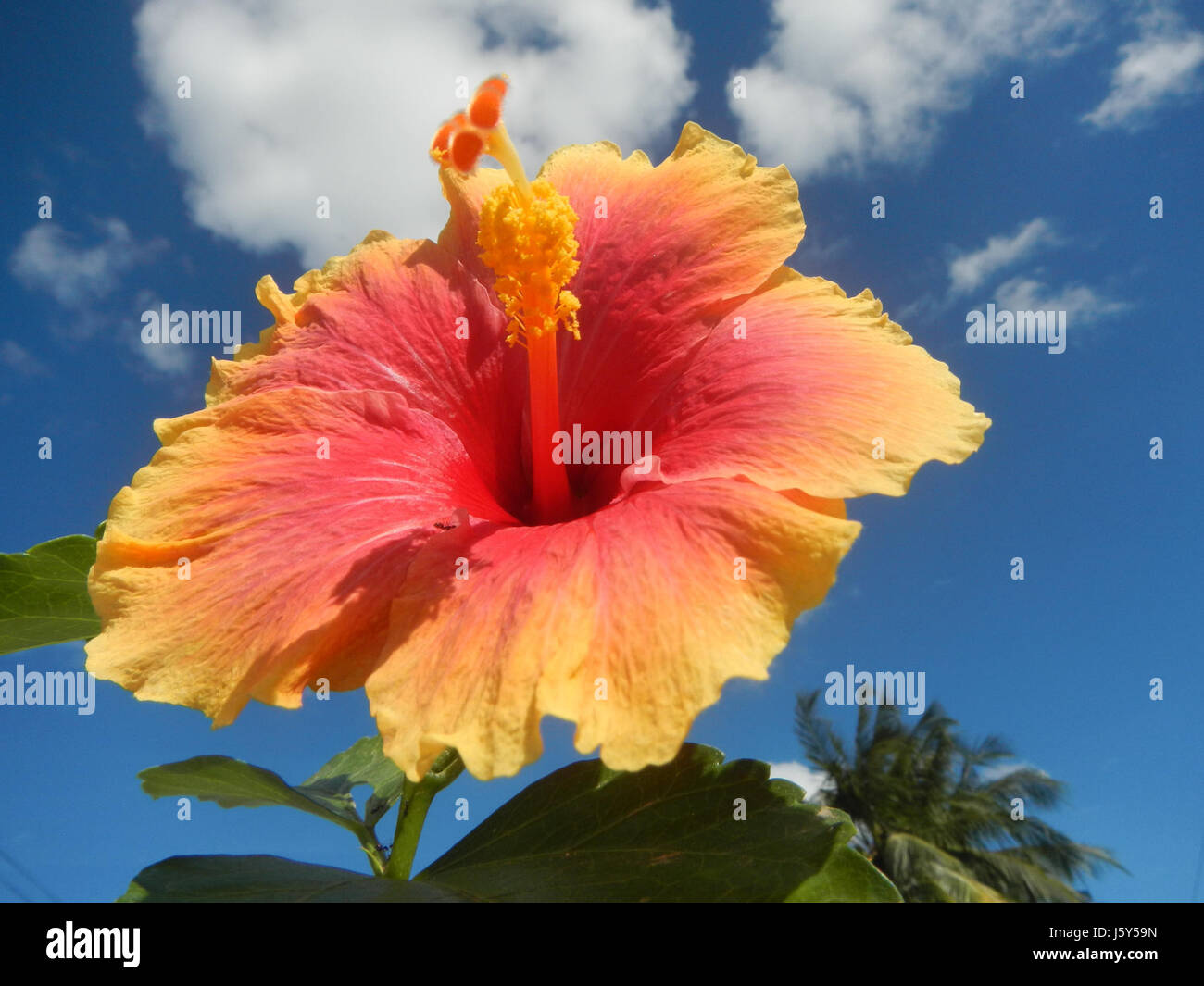 01337 Close-ups of Hibiscus rosa-sinensis Philippines Red flowers 16 ...